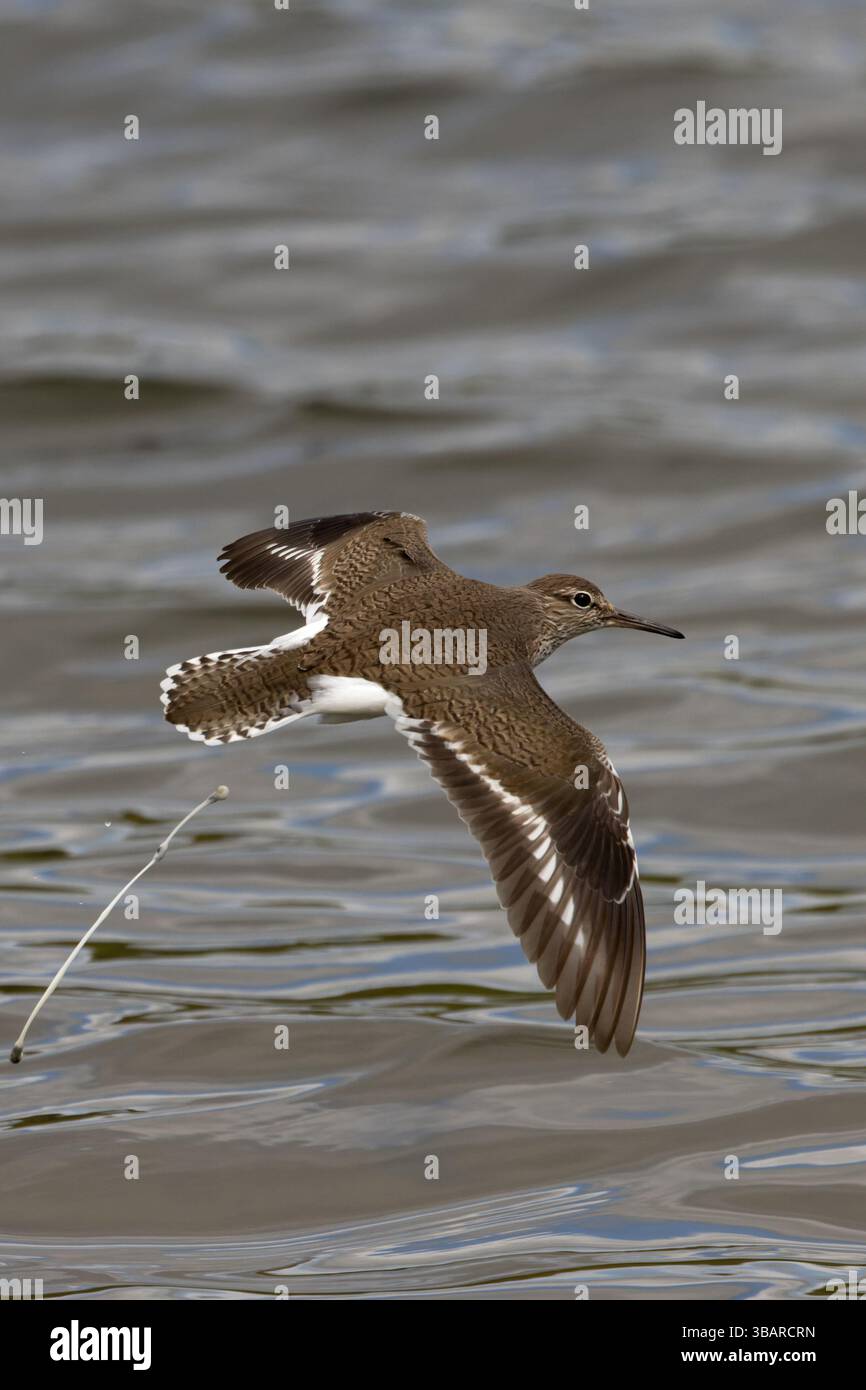 Common Sandpiper (Actitis hypoleucos) defaecating Norfolk April 2025 ...