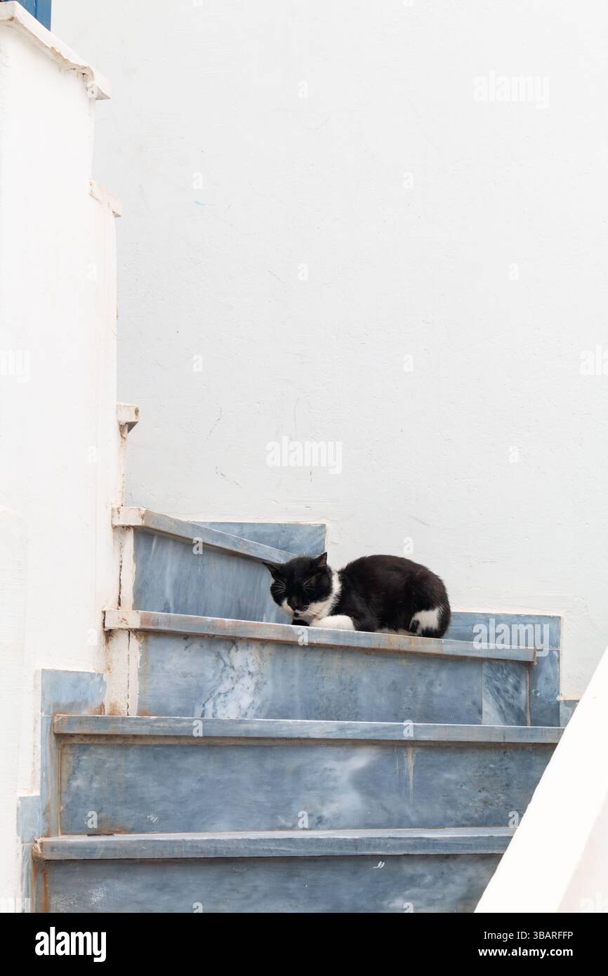 Black and white cat napping on exterior stairs in Greece Stock Photo ...