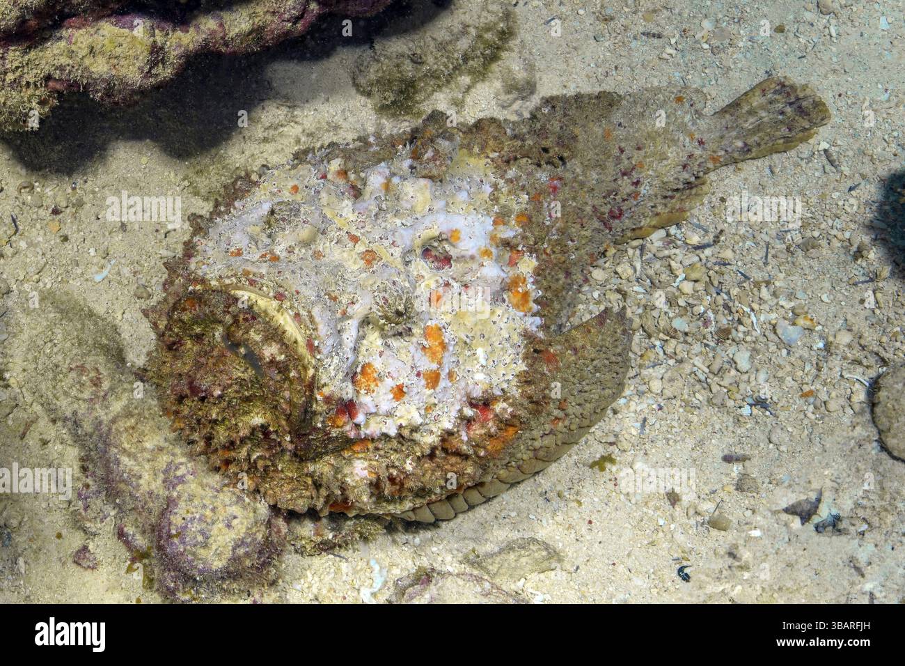 Large specimen of Reef stonefish (Synanceia verrucosa) with spines with ...
