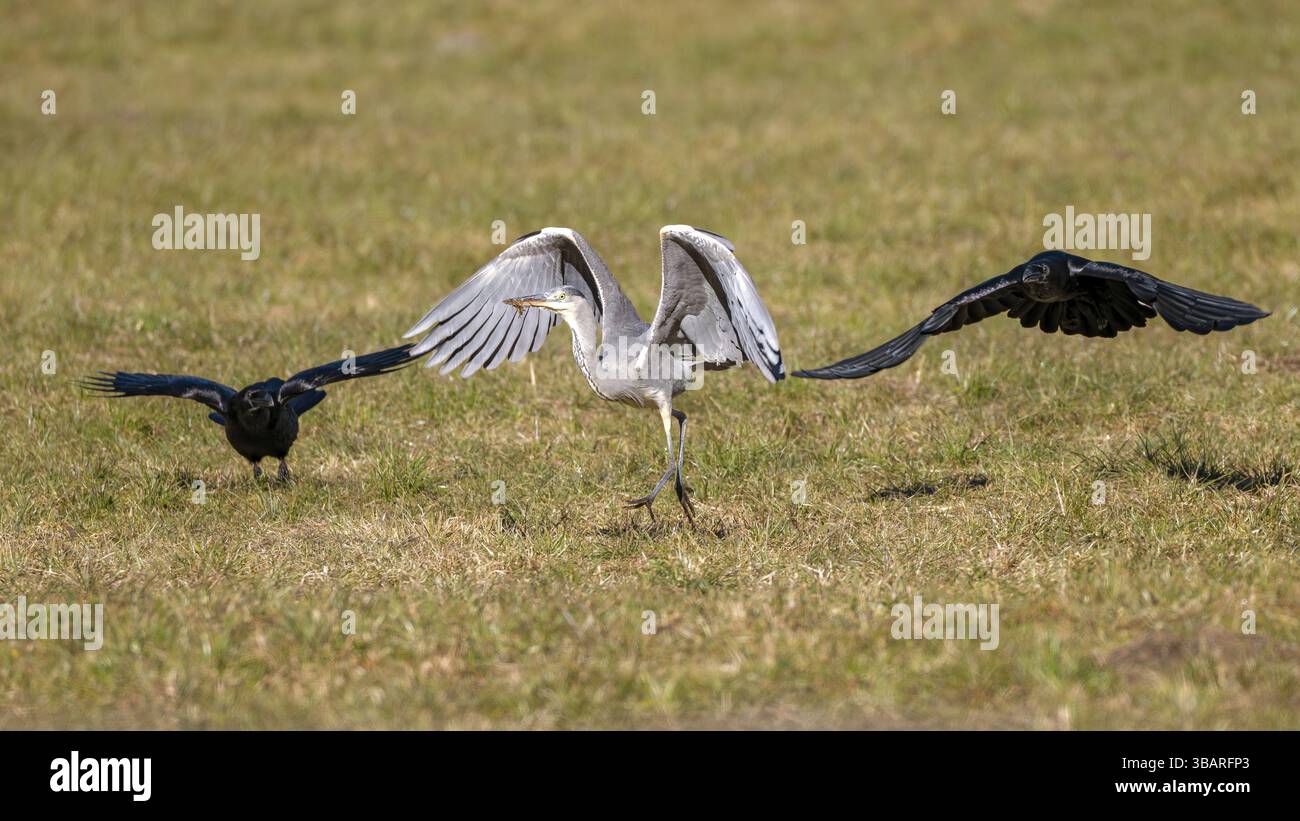 Eats catches mice hi-res stock photography and images - Alamy