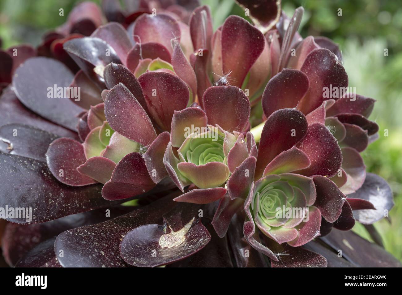 Rosette balsam (Aeonium arboreum), Bavaria, Germany, Europe Stock Photo ...