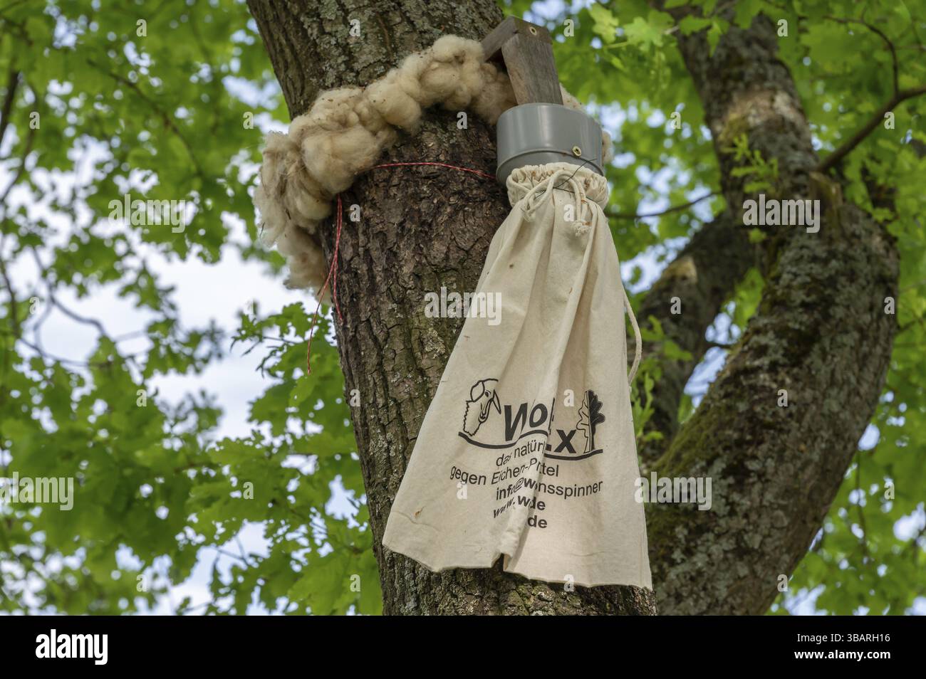 Tree ring butterfly hi-res stock photography and images - Alamy
