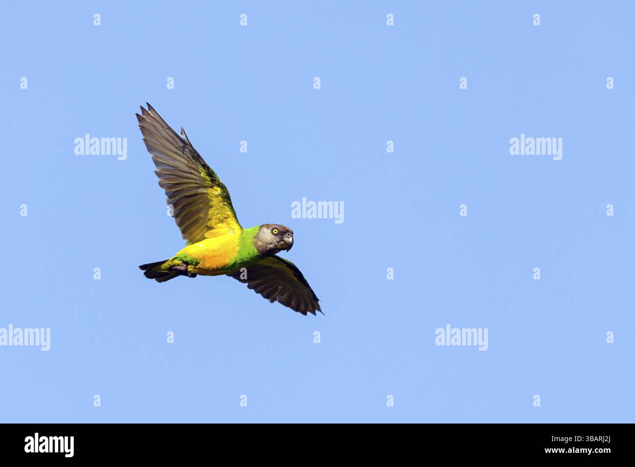 Senegal Parrot, (Poicephalus senegalus), animals, bird, parrot, aerial ...