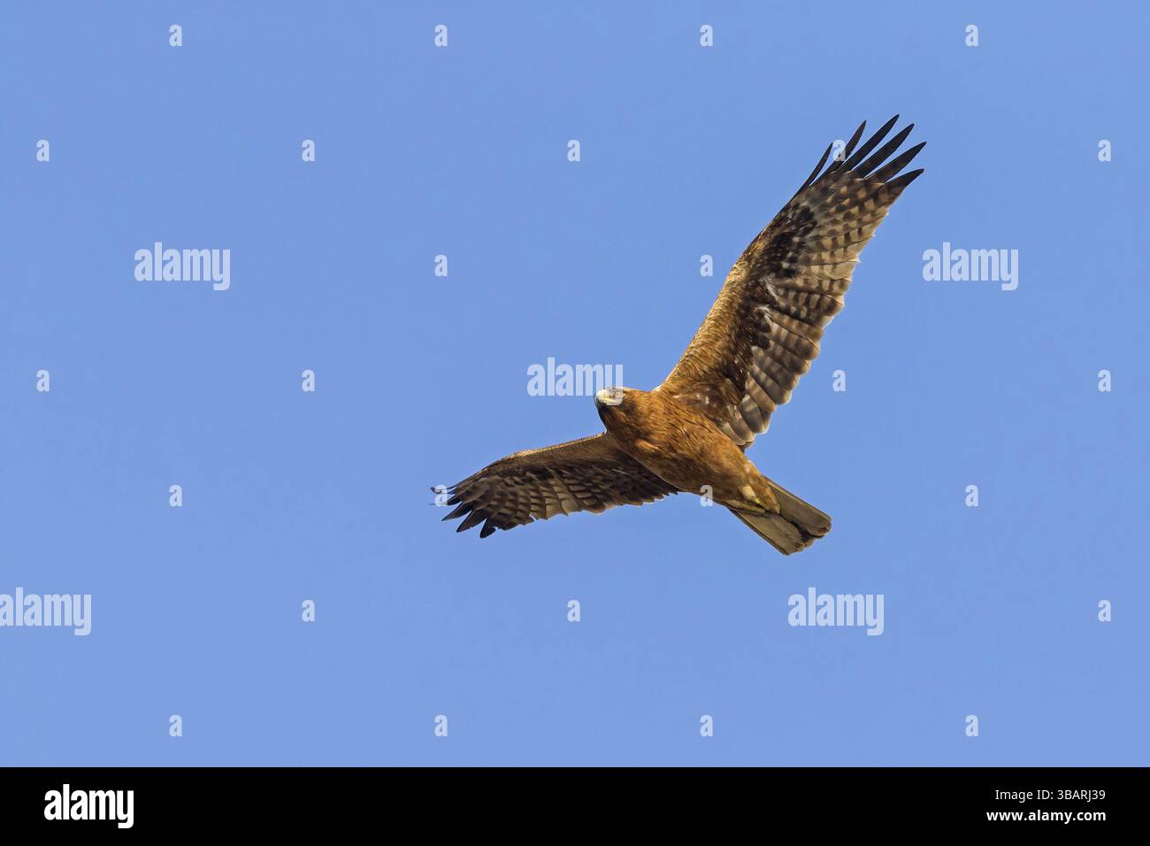 Booted eagle, animals, birds, birds of prey, (Hieraaetus pennatus ...