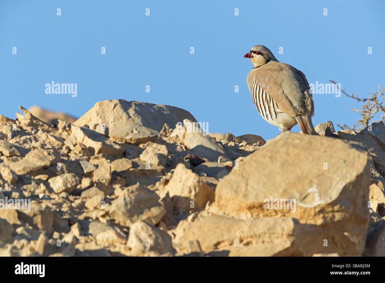 Chukar partridge, chukar, (Alectoris chukar), animals, birds, chukar ...