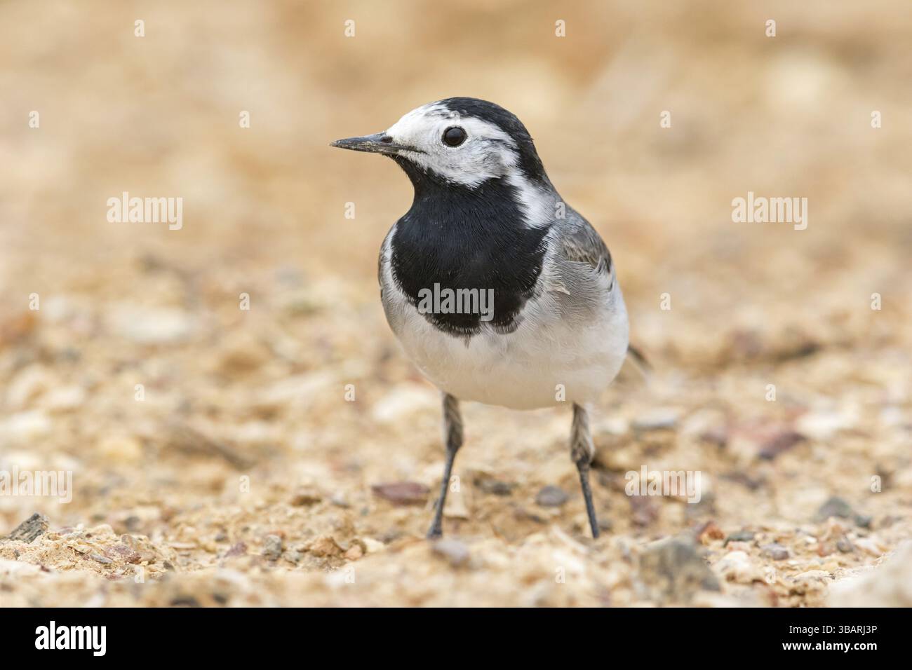White wagtail, (Motacilla alba), animals, birds, songbird, family of ...