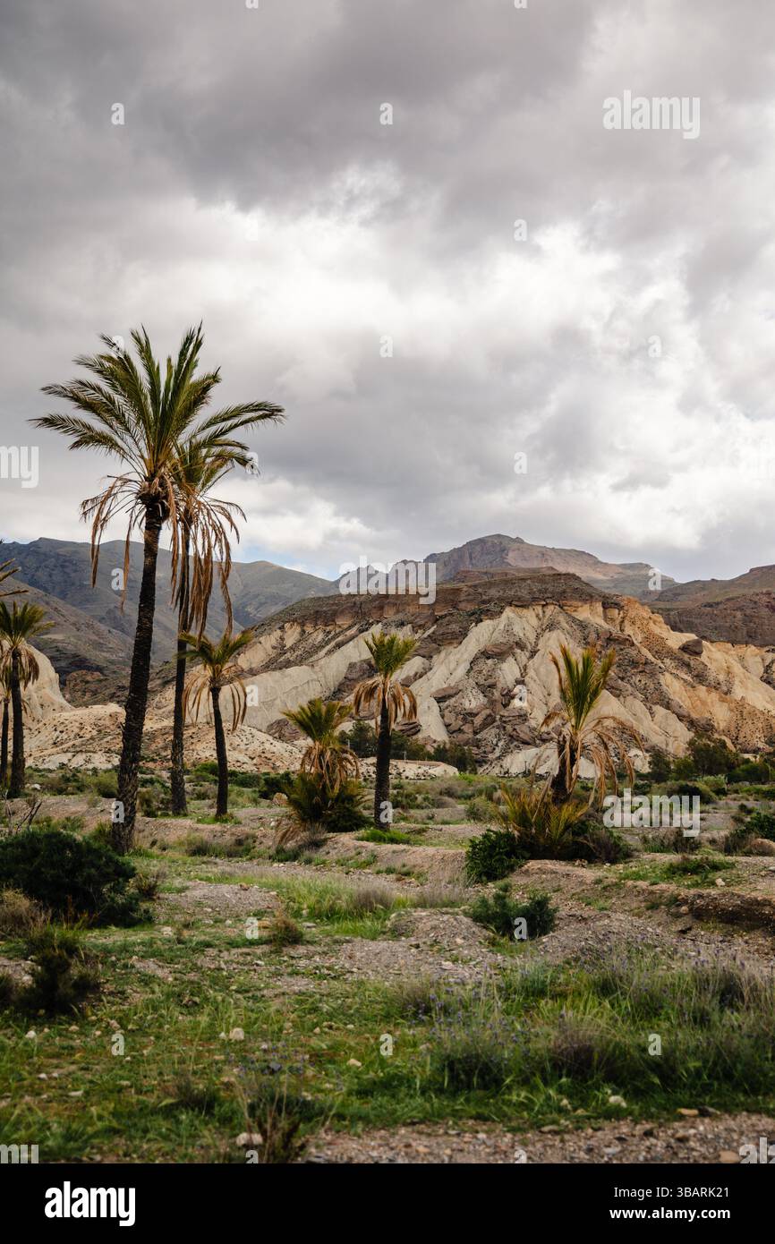 Palm trees scattered across green desert scrub with rocky hills and ...