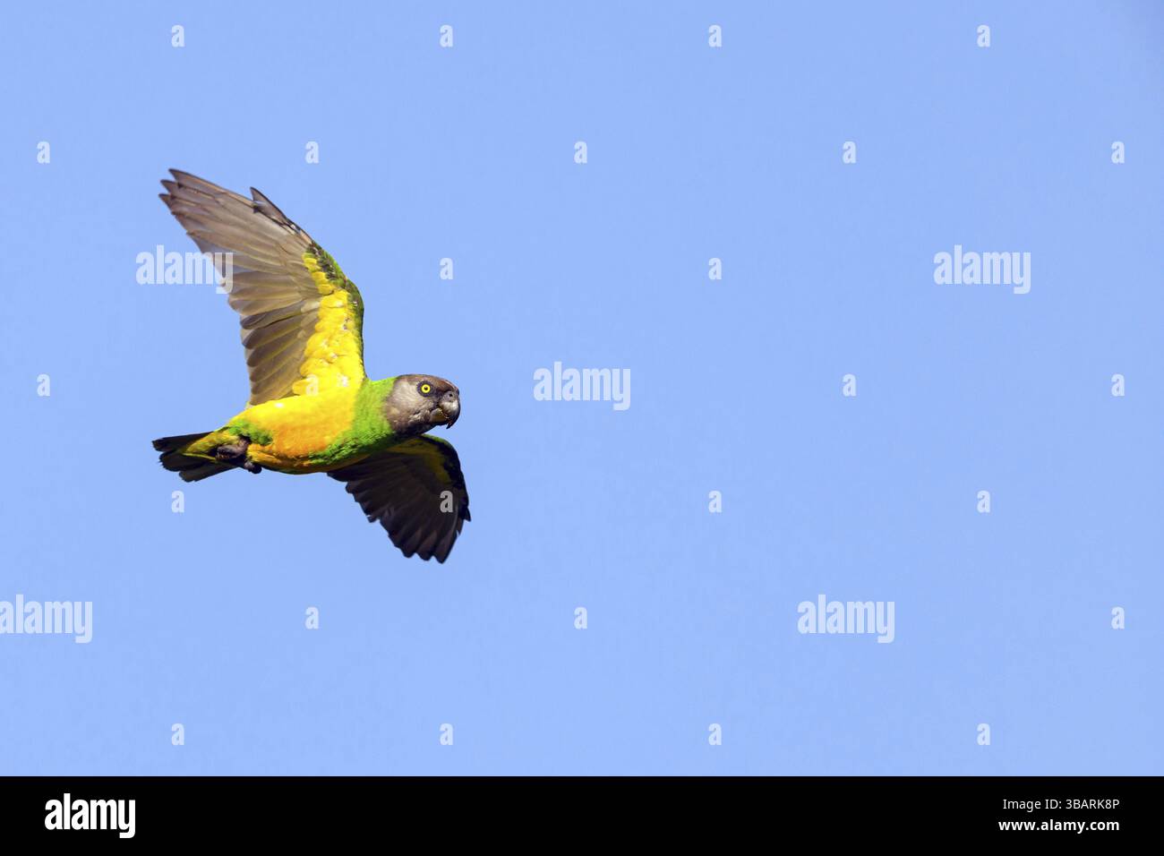 Senegal Parrot, (Poicephalus senegalus), animals, bird, parrot, aerial ...