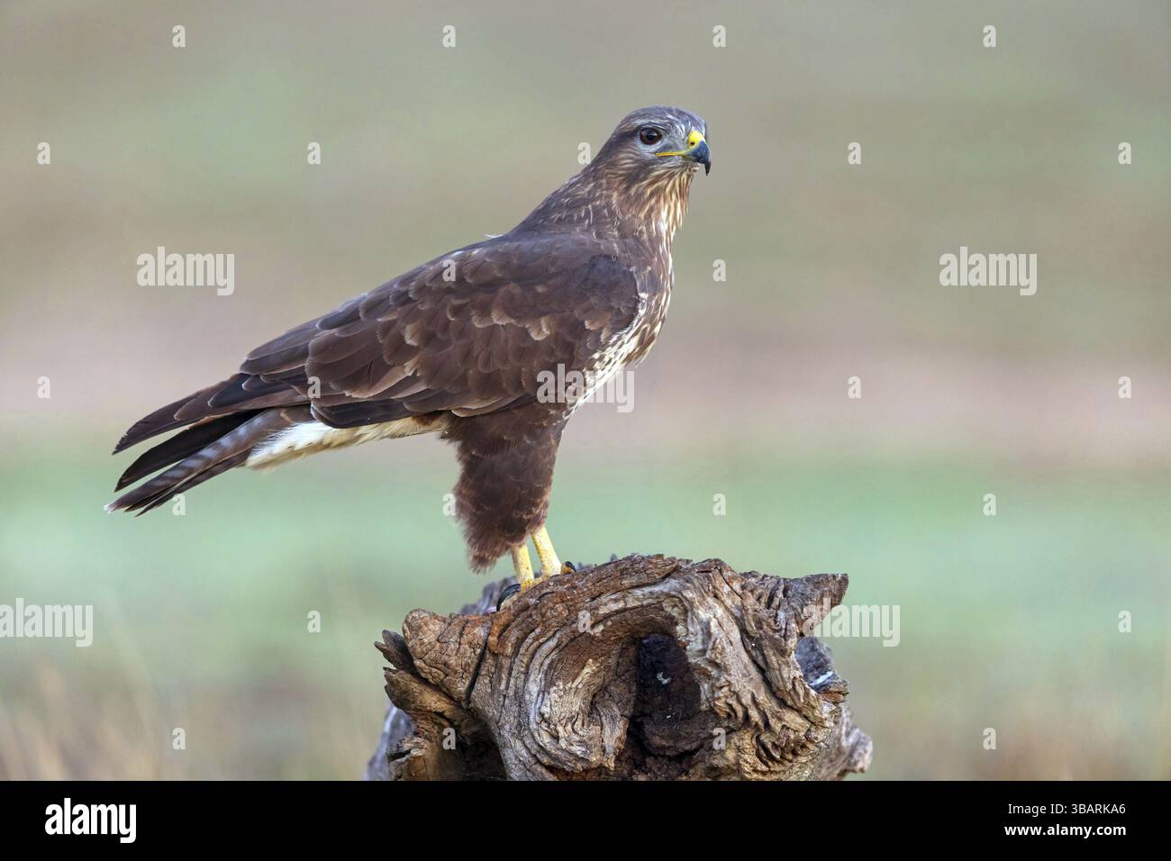 Buzzard, (Buteo buteo), animals, bird, bird of prey, biotope, habitat ...