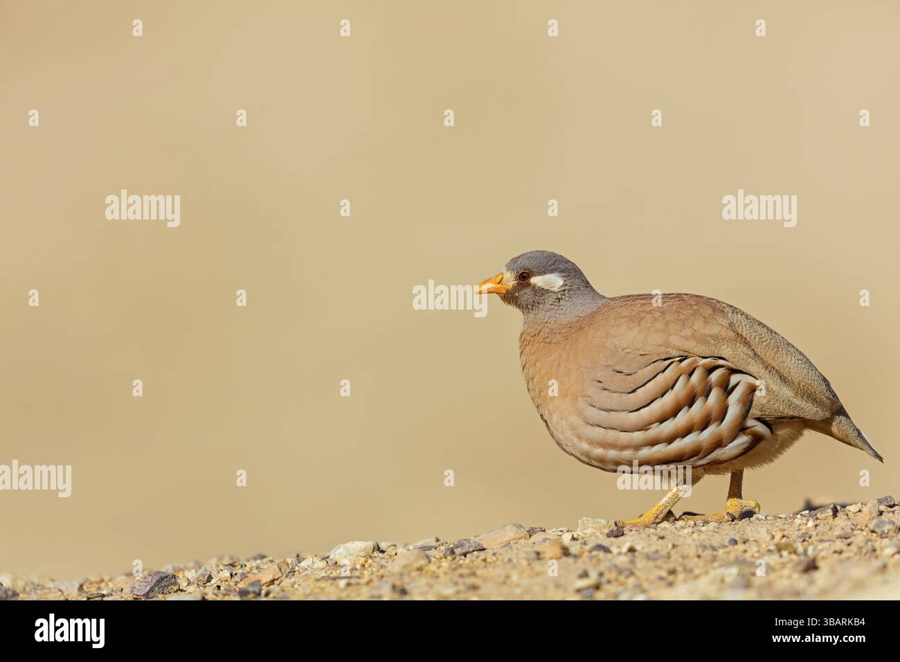 Arabian partridge, (Ammoperdix heyi), animal, animals, bird, birds, sand partridge, partridges ...