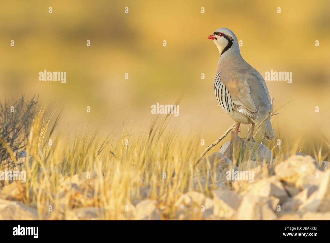 Chukar partridge, chukar, (Alectoris chukar), animals, birds, chukar ...