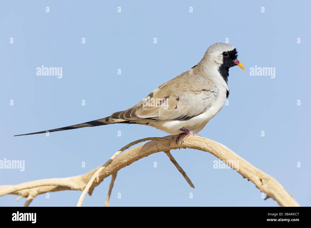 Cape pigeon, (Oena capensis), animals, birds pigeons, perch, Israel ...