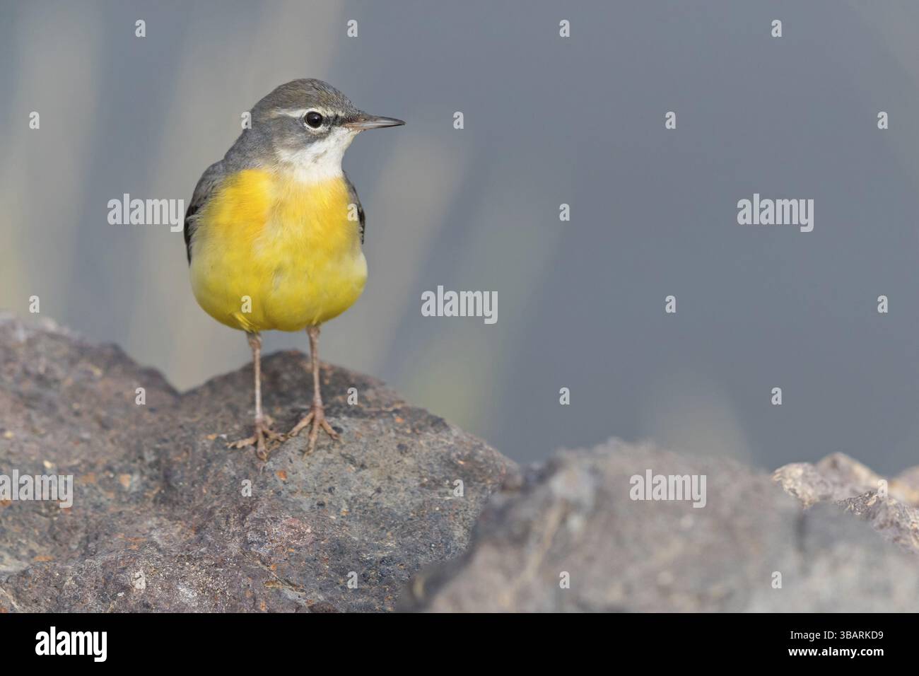 Grey wagtail (Motacilla cinerea), biotope, animals, birds, songbird ...