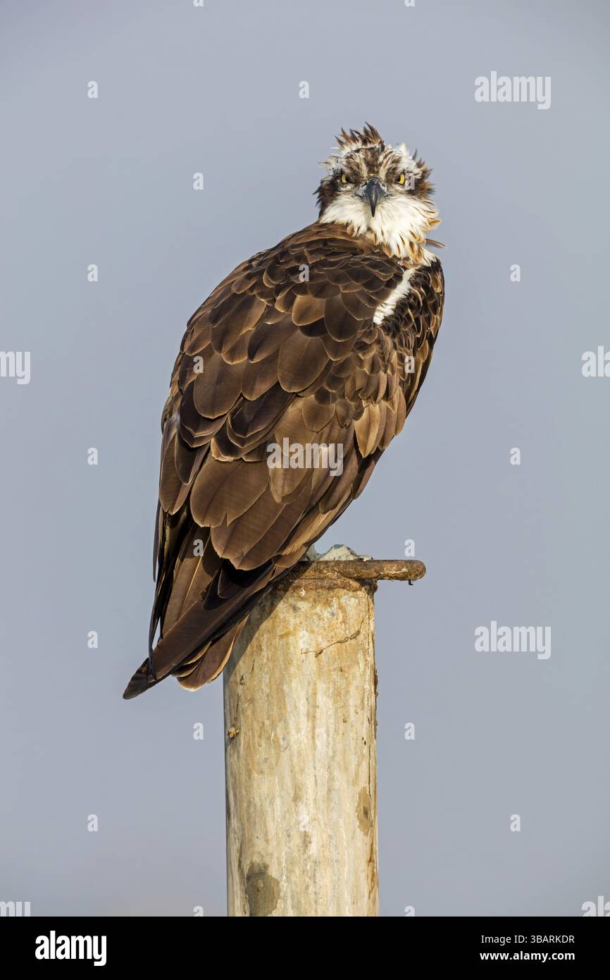 Osprey, eagle, bird of prey, (Pandion haliaetus), family of birds of ...