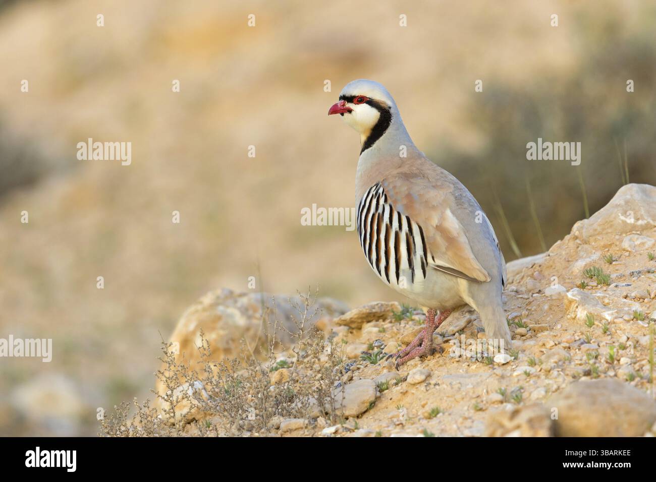Chukar partridge, chukar, (Alectoris chukar), animals, birds, chukar ...