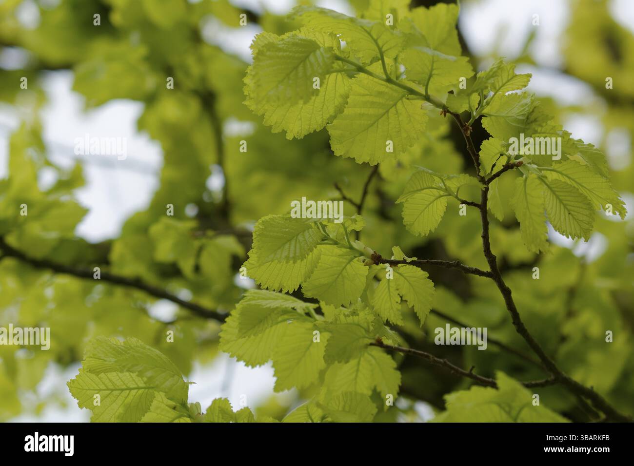 Elm (Ulmus) leaves, spring, May, deciduous tree, tree, Swabian ...
