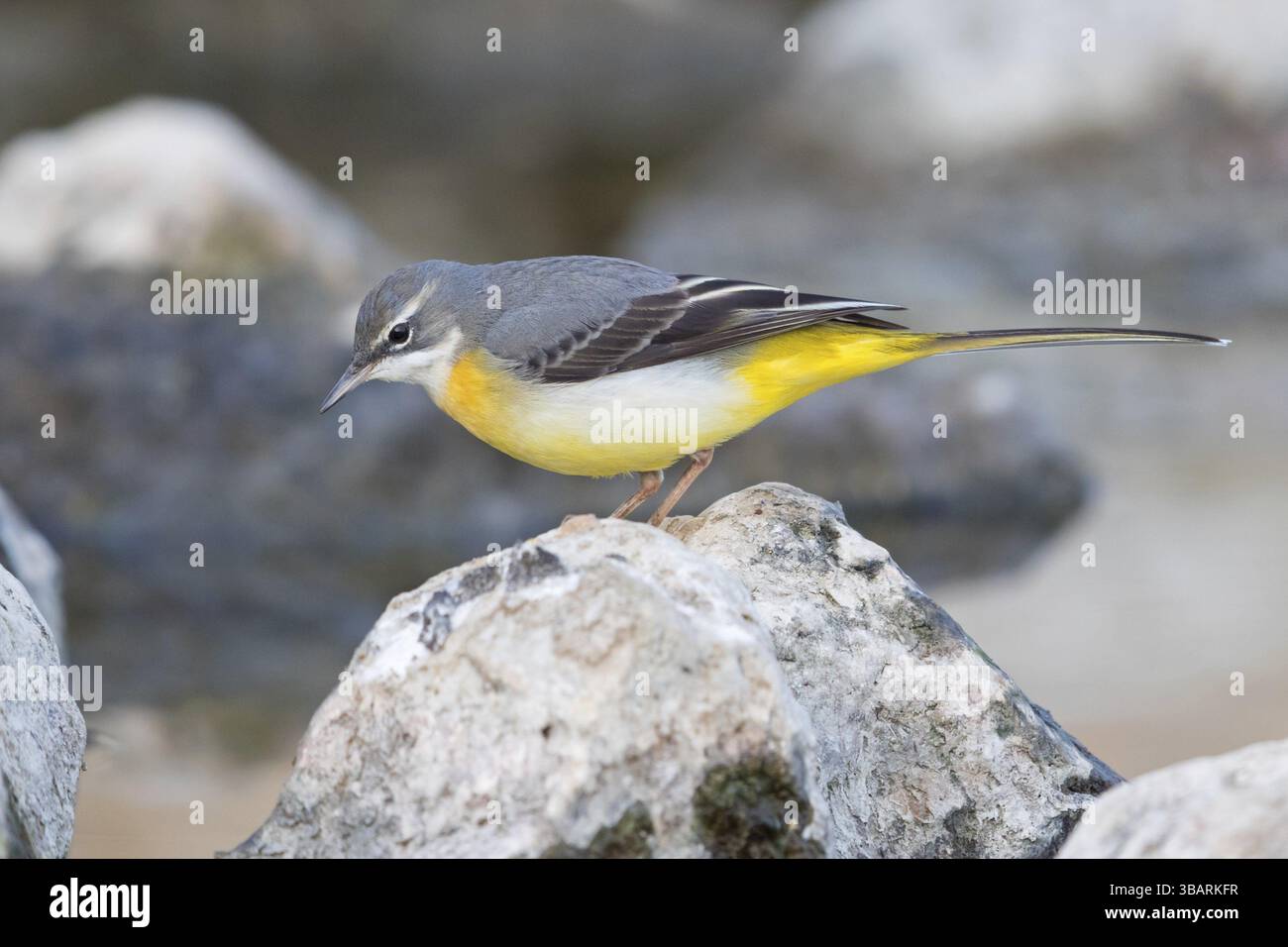 Grey wagtail (Motacilla cinerea), biotope, animals, birds, songbird ...