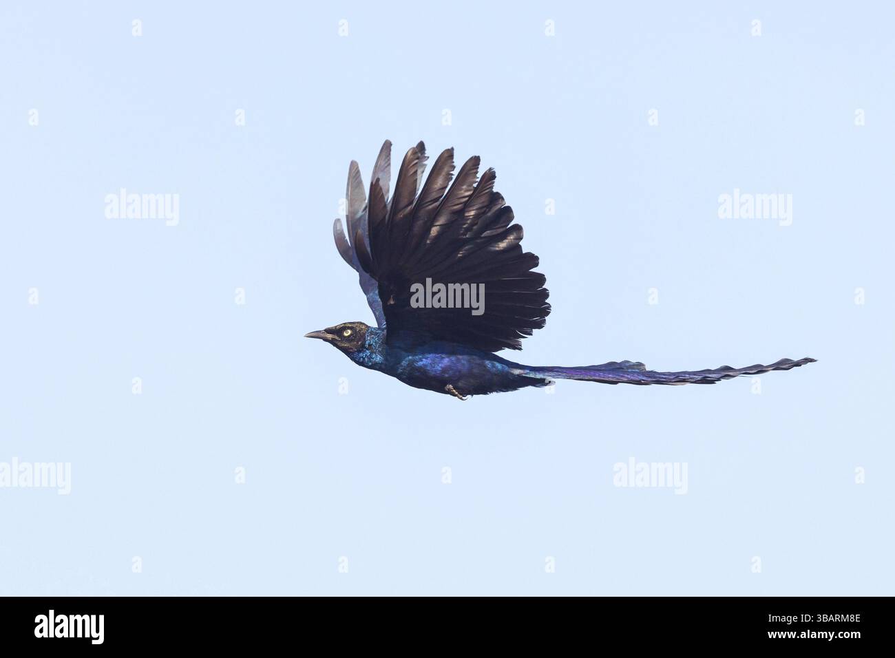 Long-tailed Glossy Starling, (Lamprotornis caudatus), animals, birds ...