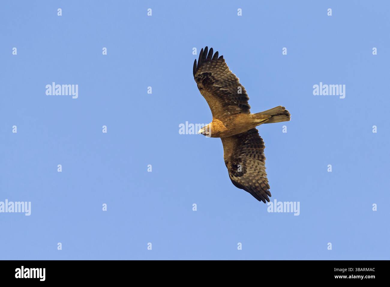 Booted eagle, animals, birds, birds of prey, (Hieraaetus pennatus ...
