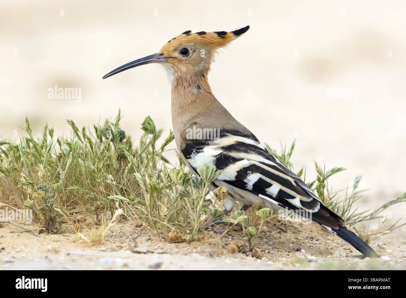 Hoopoe, (Upupa epops), biotope, habitat, foraging, sideways, animals ...
