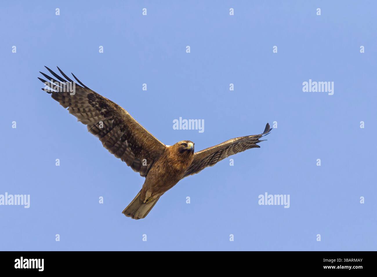 Booted eagle, animals, birds, birds of prey, (Hieraaetus pennatus ...