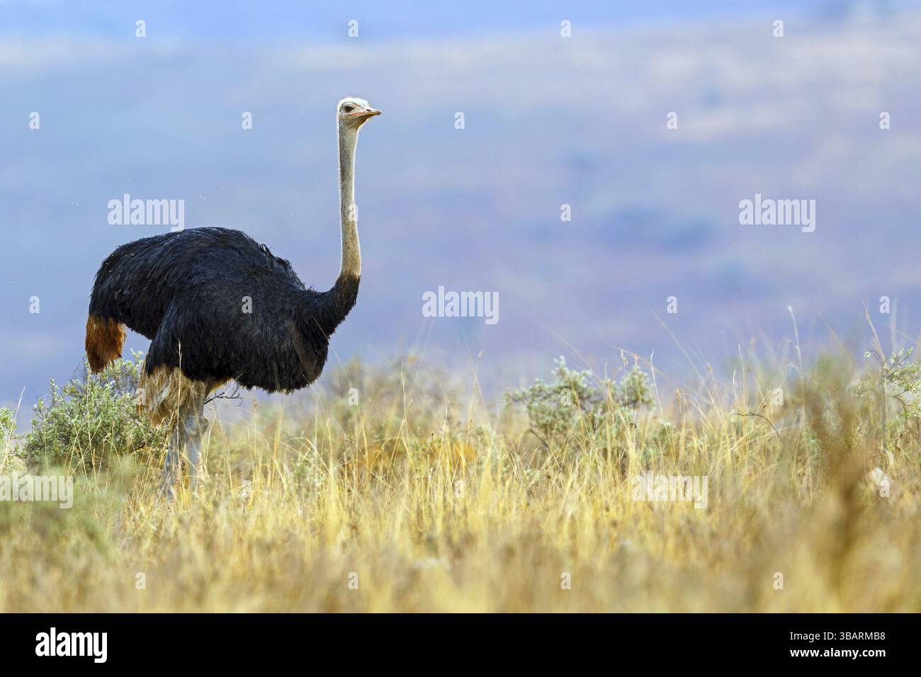 Ostrich, (Struthio camelus), Africa, Ithala Game Reserve, Louwsburg ...