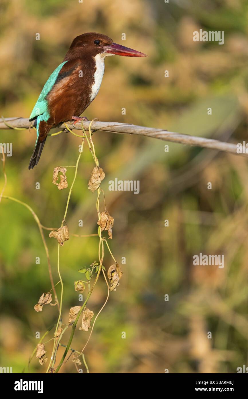 Brown kingfisher, (Halcyon smyrnensis), family of kingfishers, on perch, animals, birds, Israel ...
