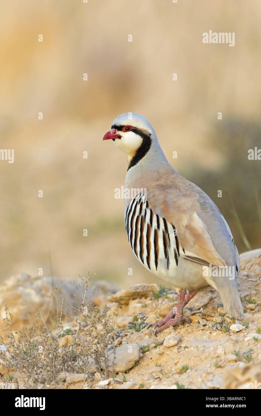 Chukar partridge, chukar, (Alectoris chukar), animals, birds, chukar ...