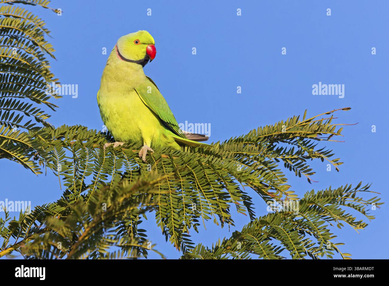 Parakeet, (Psittacula krameri), animals, birds, perch, Israel, parrot ...