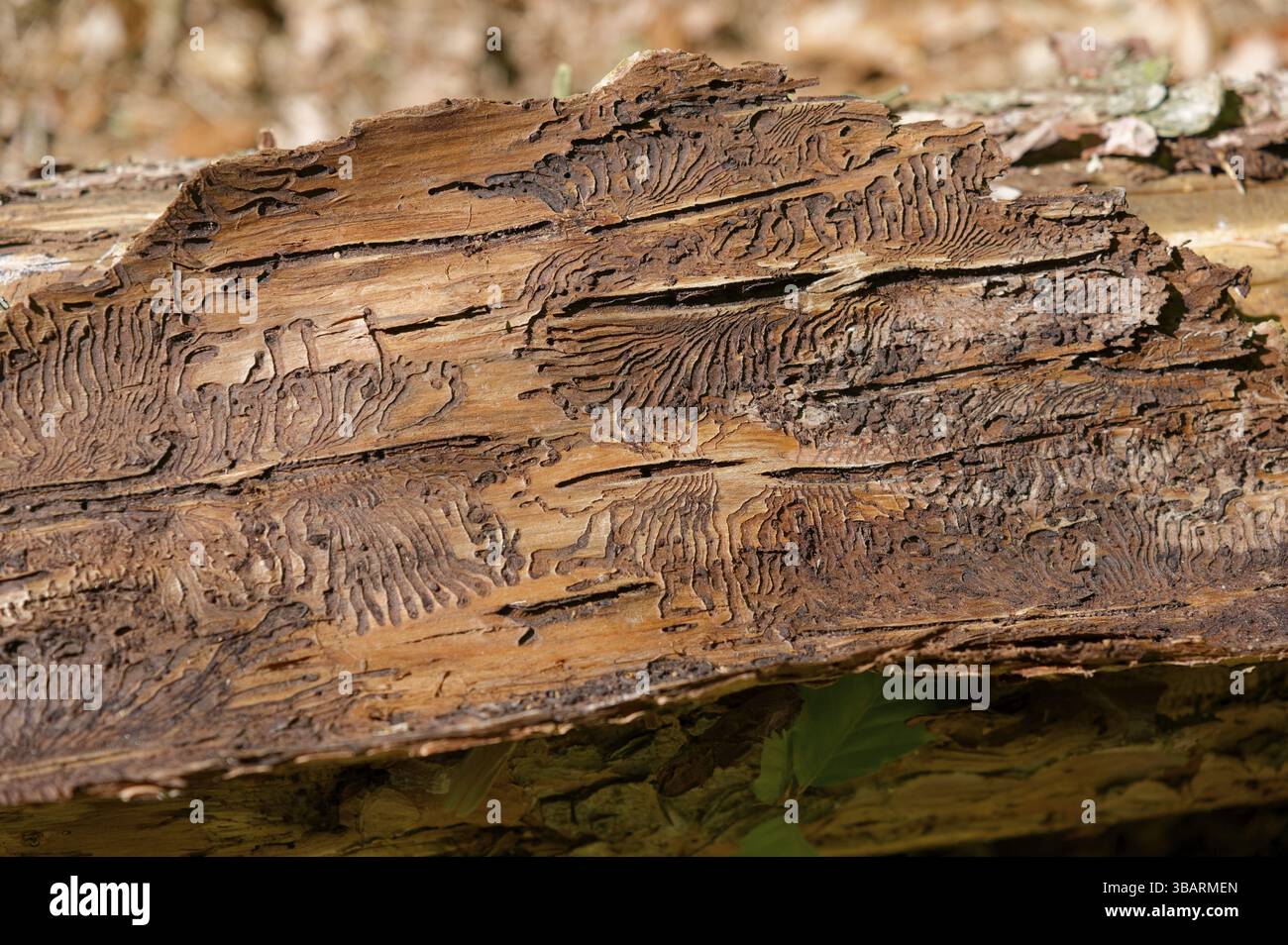 Bark beetle, beetle infestation, natural disaster, tree mortality ...