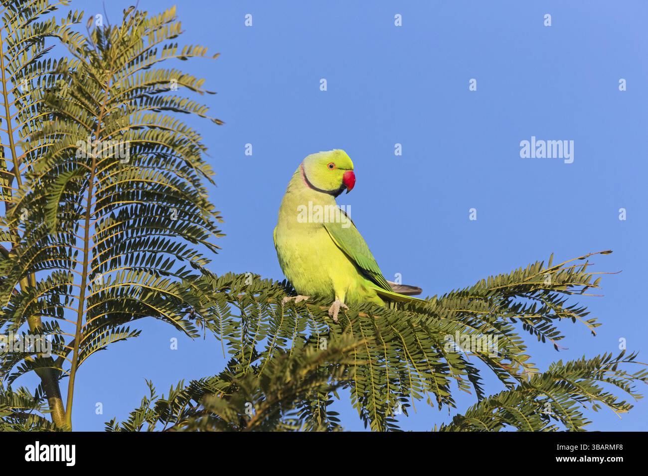 Parakeet, (Psittacula krameri), animals, birds, perch, Israel, parrot ...