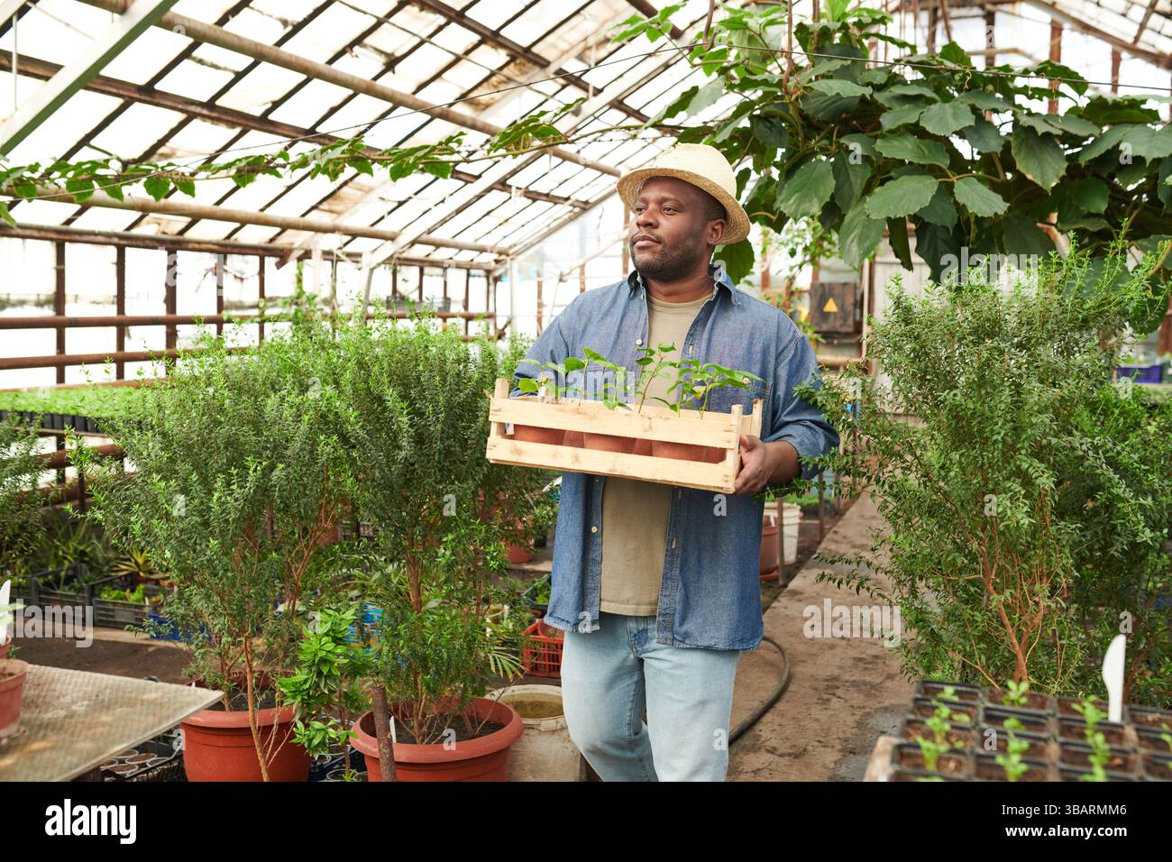 Black man in native hat and denim jacket carrying box with seedlings ...