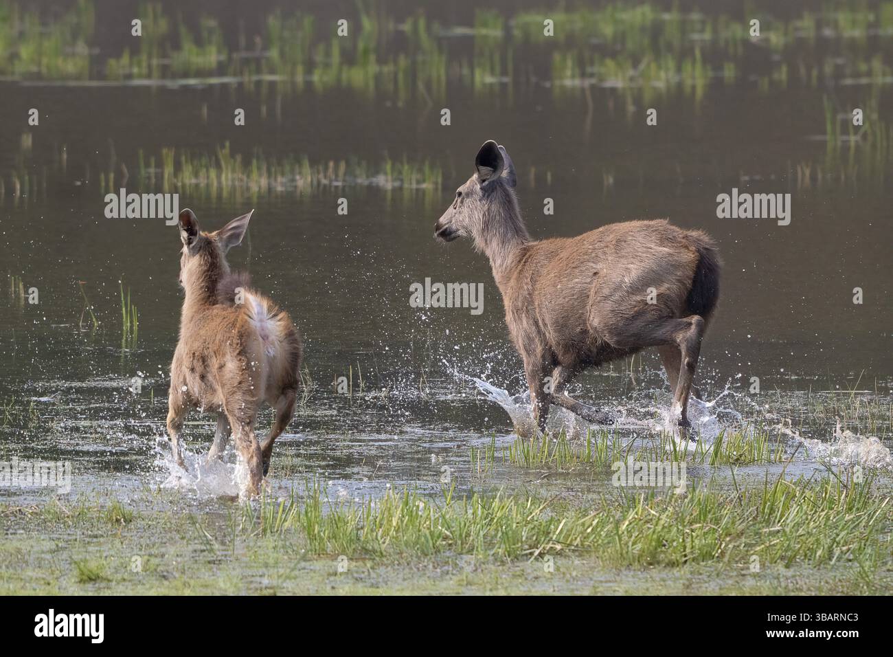 Sambar (Cervus unicolor), roe deer, horse deer, noble deer, running ...