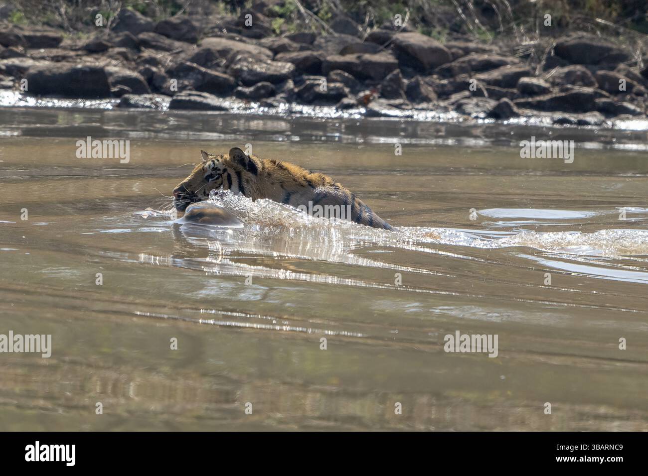 Tiger (Panthera tigris), Bengal tiger or Indian tiger, big cat ...
