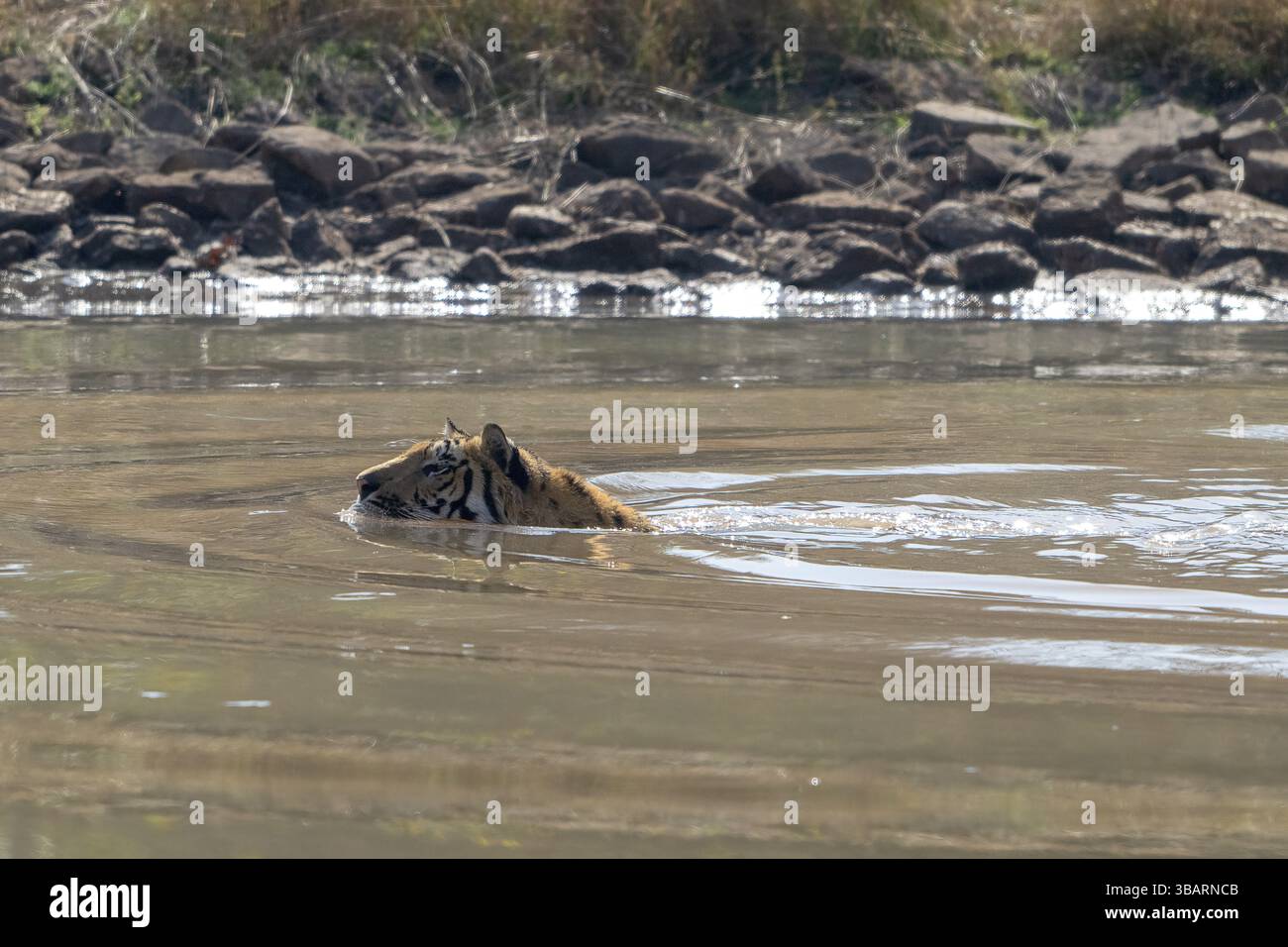 Tiger (Panthera tigris), Bengal tiger or Indian tiger, big cat ...