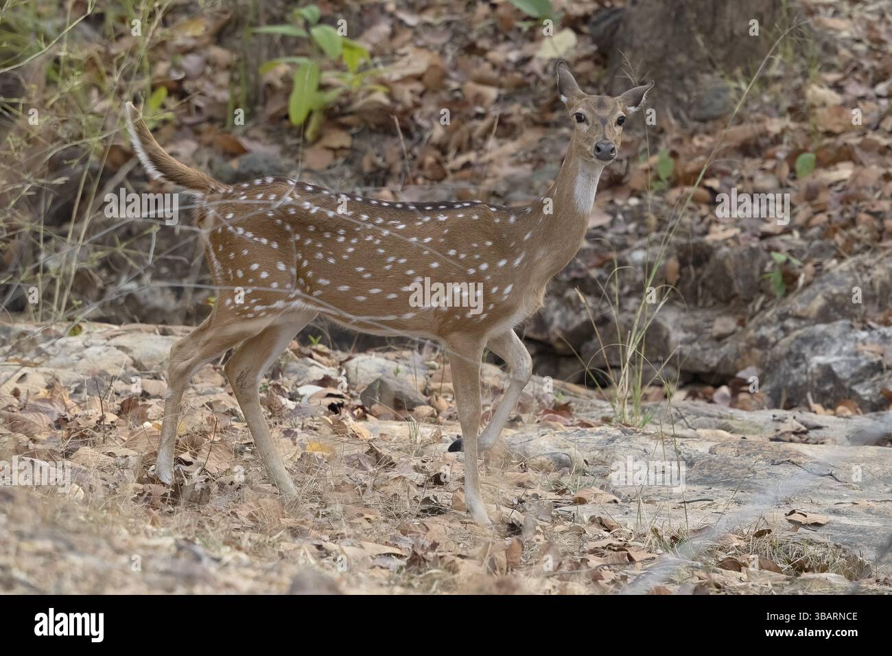 Axis deer, Chital (Axis axis), Bandhavgarh National Park, Tiger Reserve ...