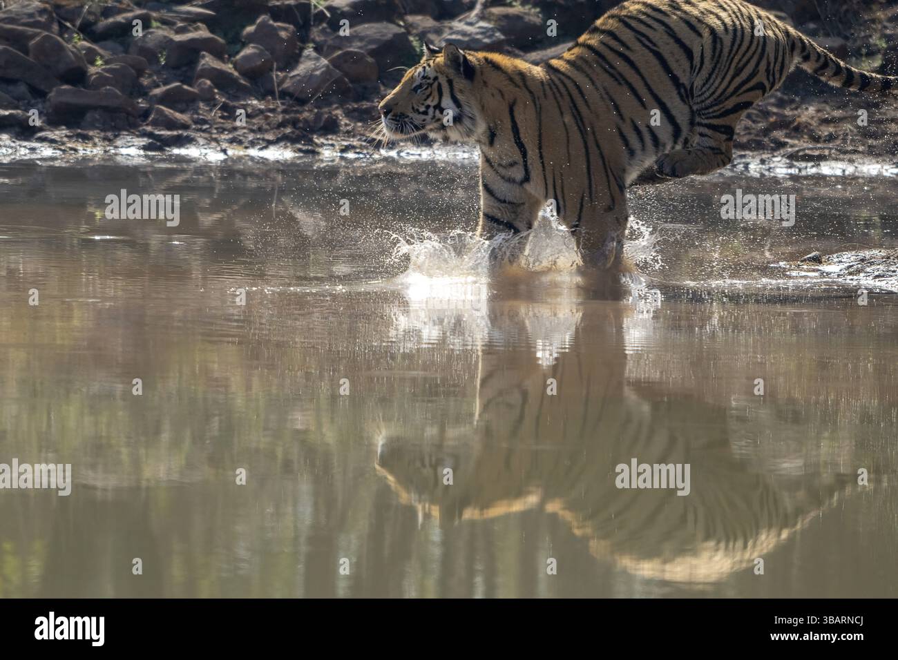 Tiger (Panthera tigris), Bengal tiger or Indian tiger, big cat ...