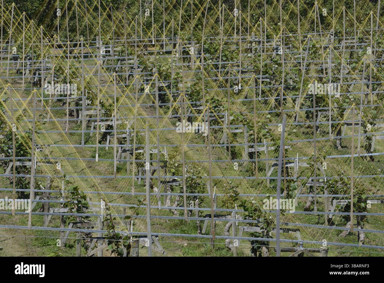 Crops Of Kiwifruit Or Chinese Gooseberry Actinidia Deliciosa Growing