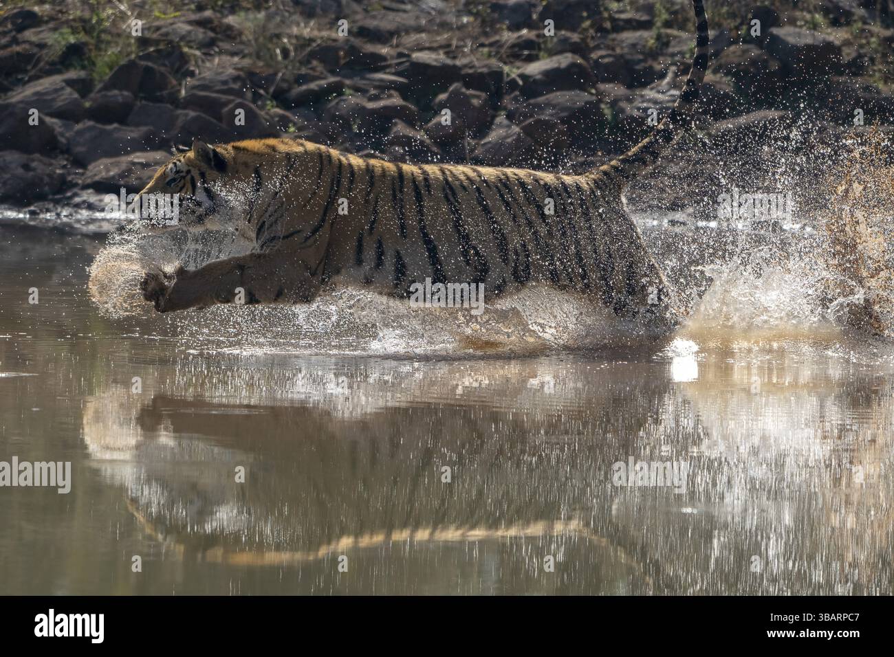 Tiger (Panthera tigris), Bengal tiger or Indian tiger, big cat ...