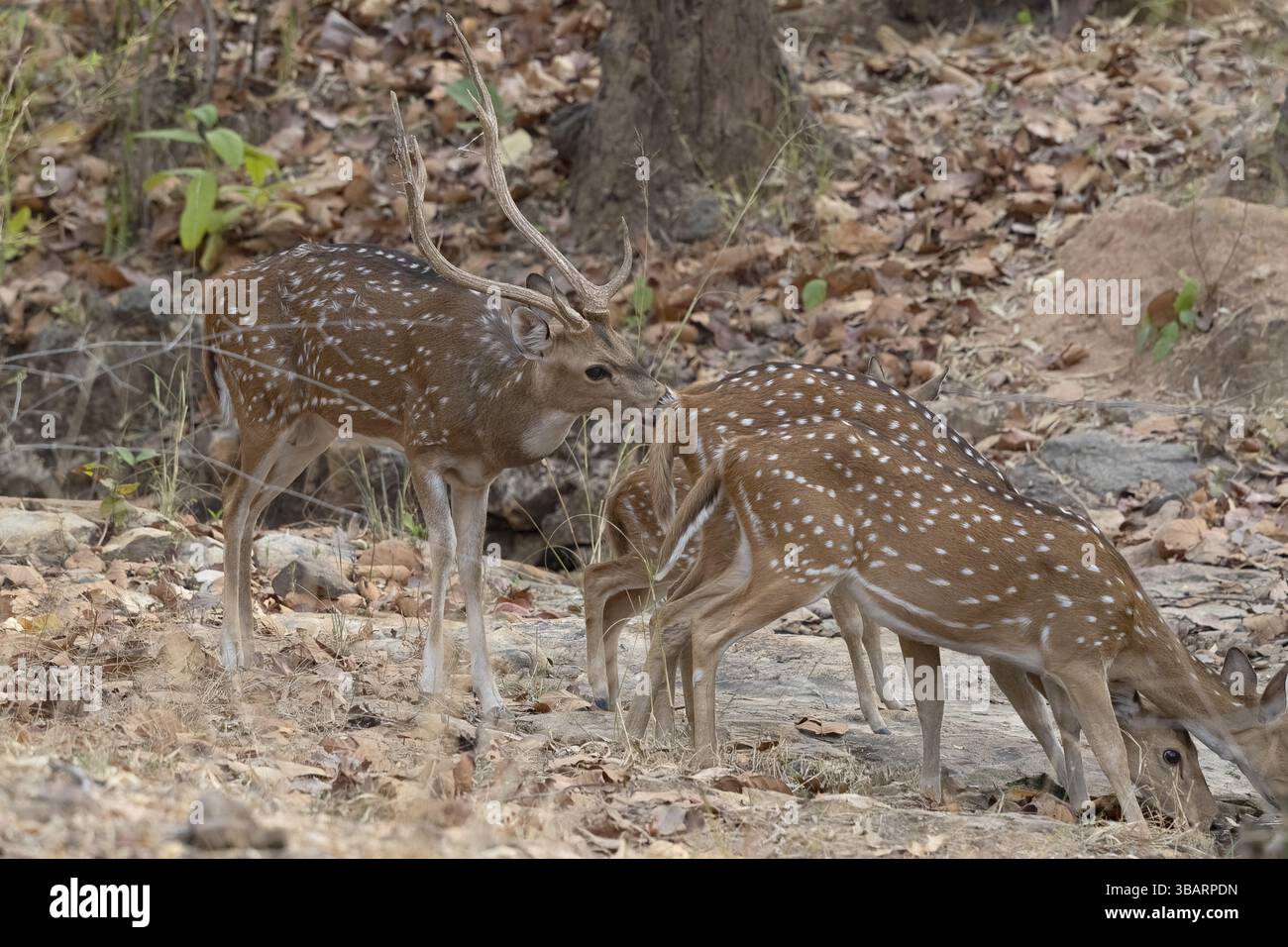 Axis deer, Chital (Axis axis), deer checking deer mating readiness ...