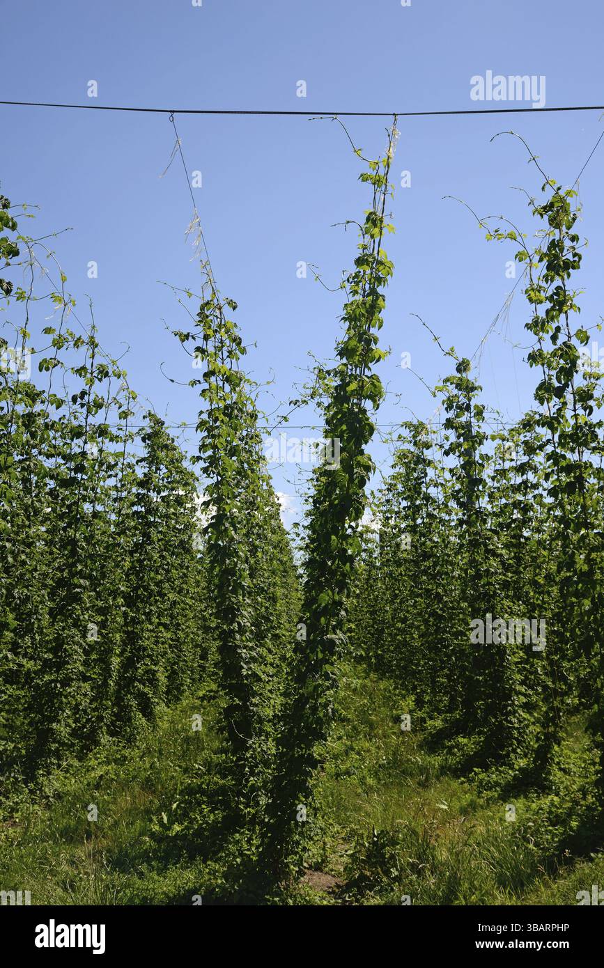 Rows of hop bines growing in a hop yard near Nelson Stock Photo - Alamy