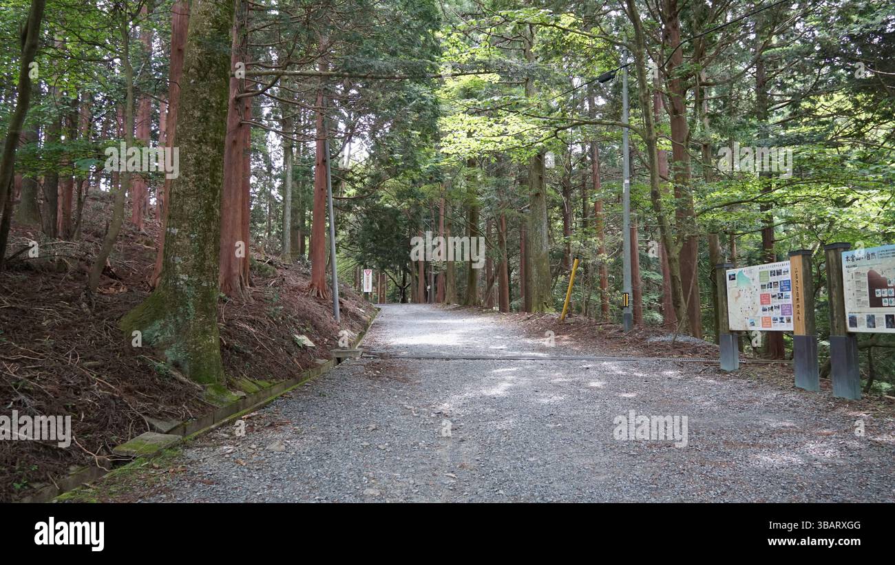 Toga Shrine Okumiya: A Sacred Forest Path Leading to Tranquility Stock ...