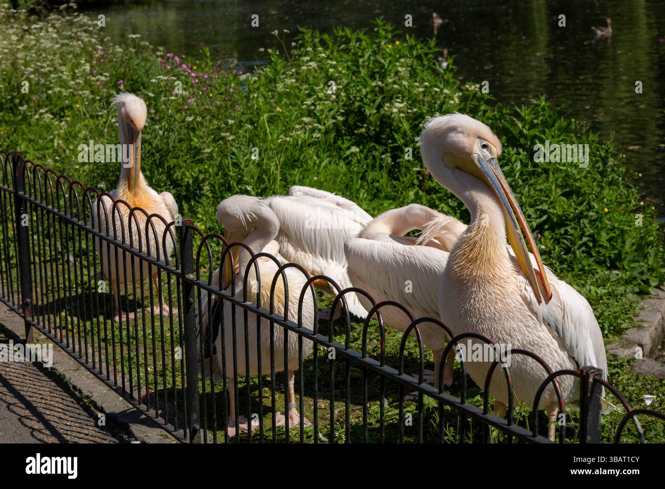 London, UK. 13th May, 2025. UK Weather; Spring time in St James Park ...