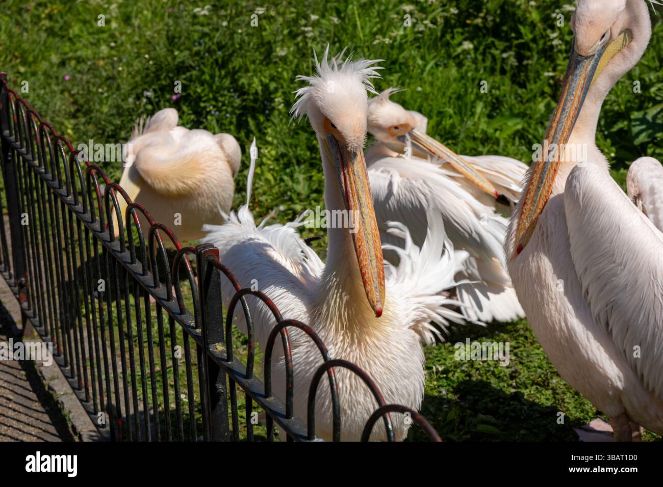 London, UK. 13th May, 2025. UK Weather; Spring time in St James Park ...
