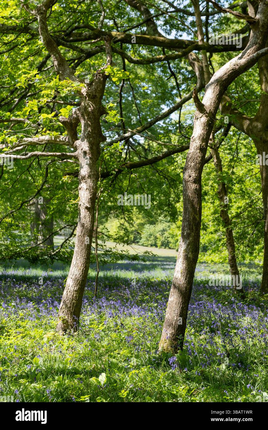 Native British bluebells and trees in a magnificent open ancient ...