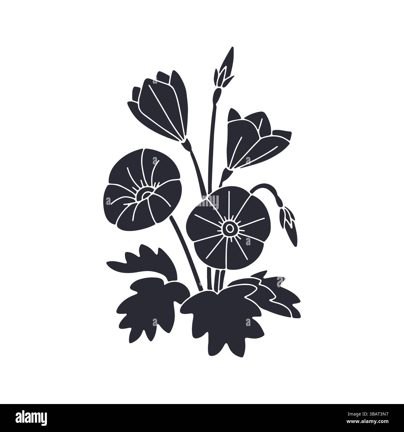 Monochrome Canary islands flower mallow bindweed black silhouette ...