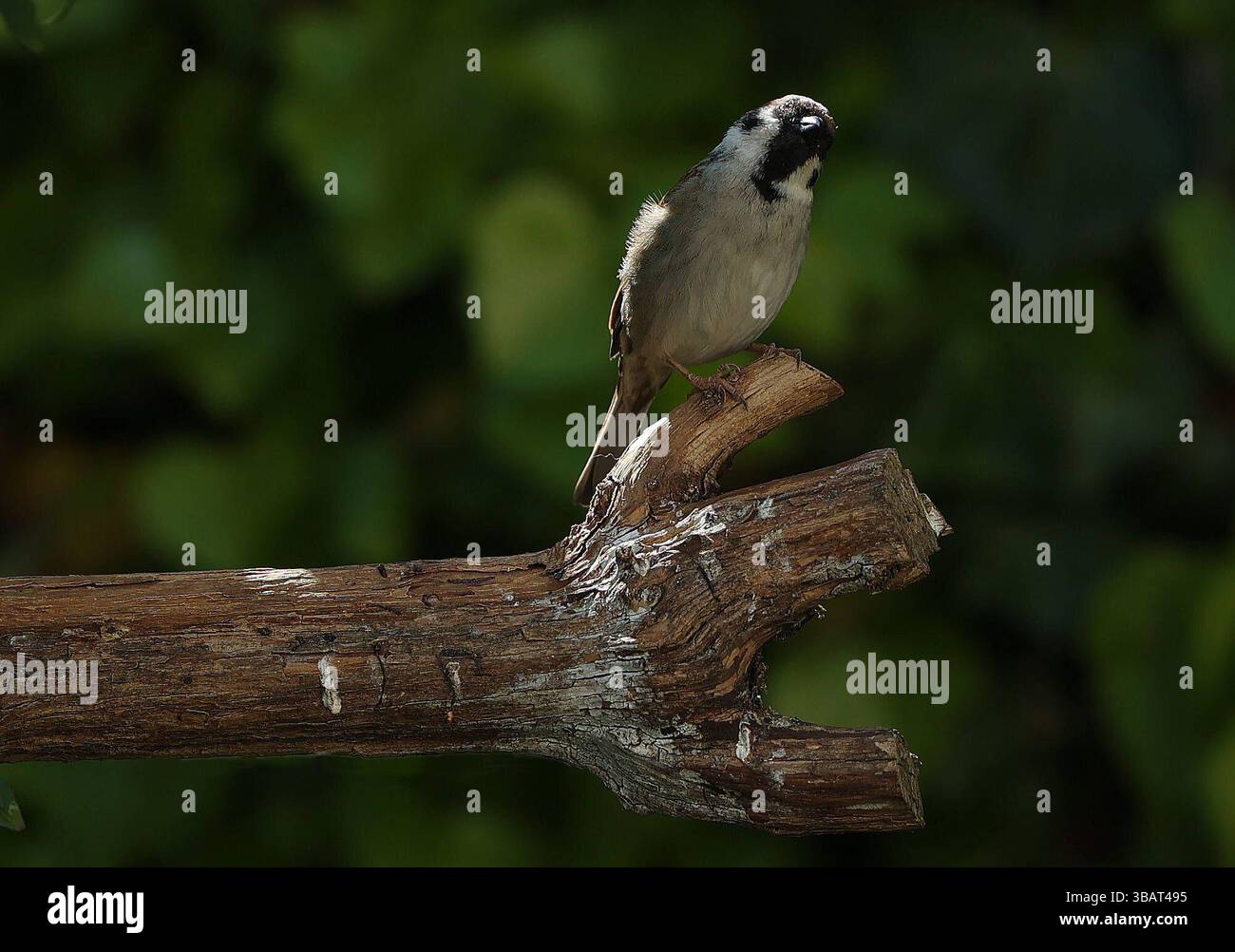 13.05.2025, Insektenwelt im Garten, Fürstenried West Muenchen, im Bild ...
