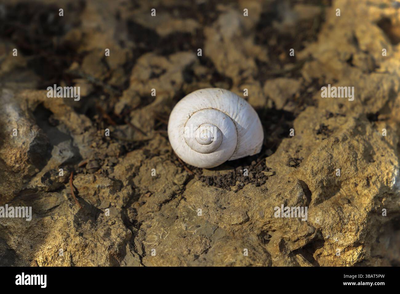 A white snail shell lies on a rock Stock Photo - Alamy