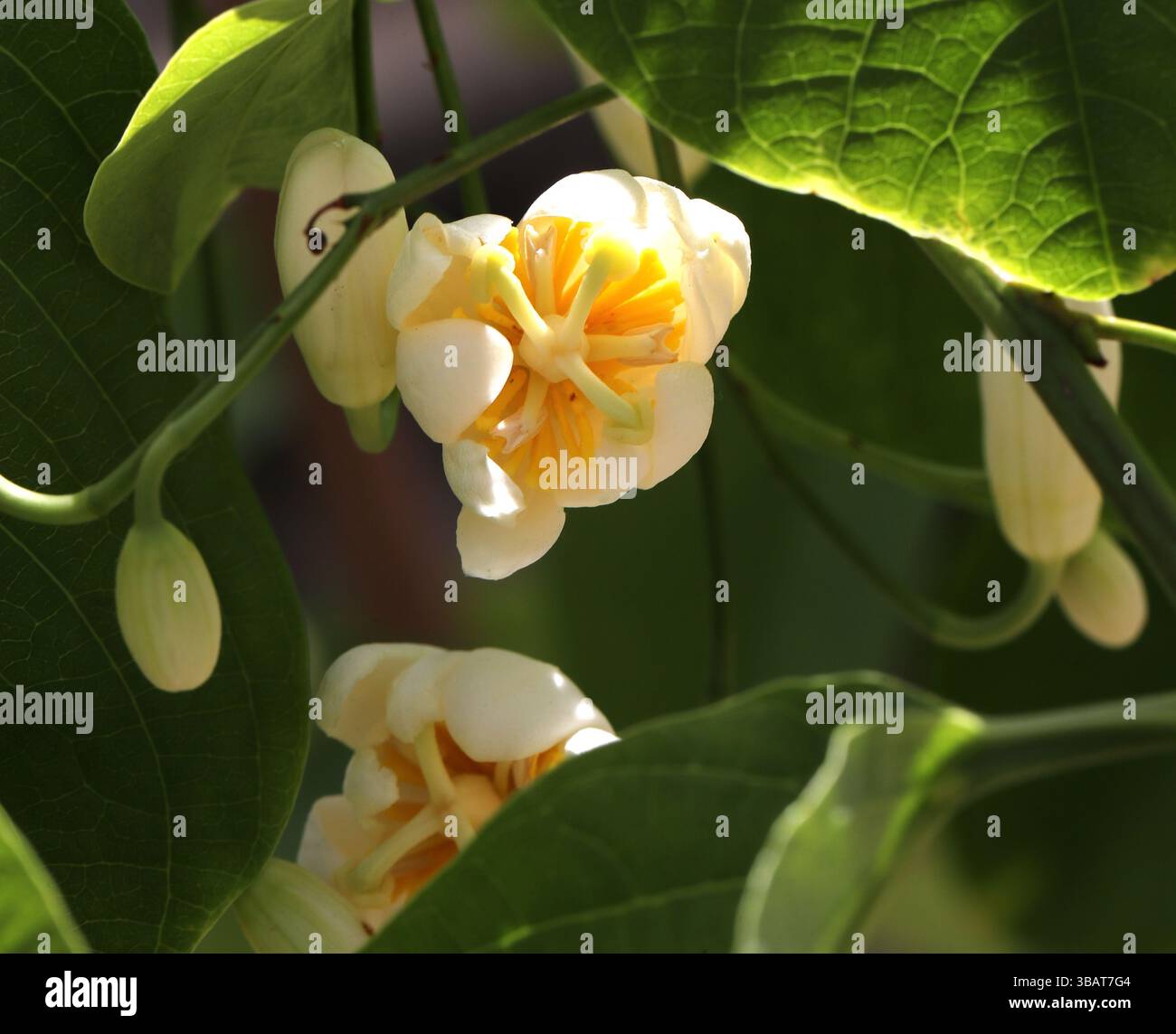 Passiflora emarginata hi-res stock photography and images - Alamy