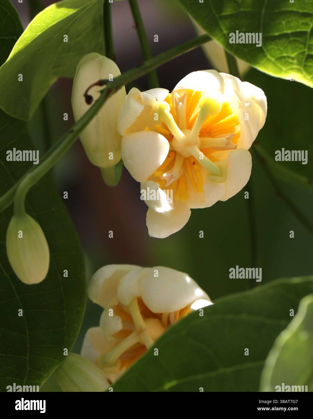 Passiflora emarginata hi-res stock photography and images - Alamy